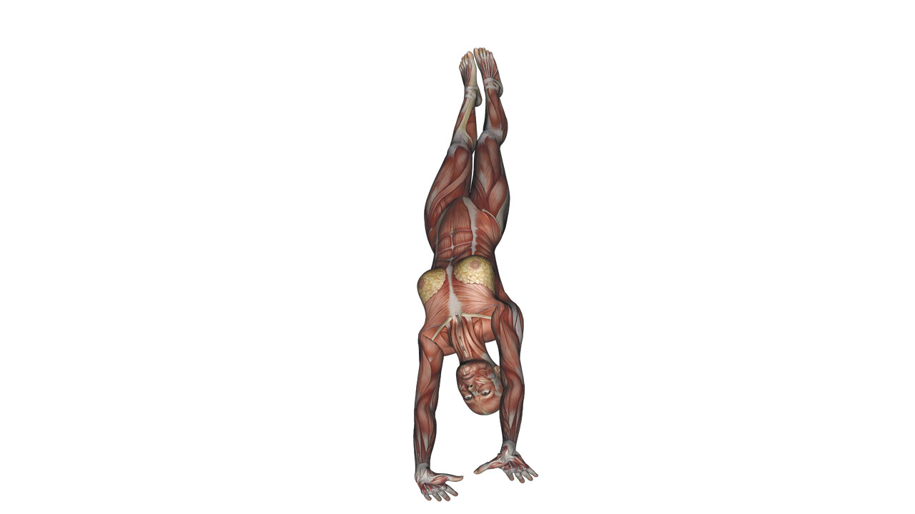 Yoga Anatomy: Handstand (Adho Mukha Vrksasana) | Om Yoga Magazine