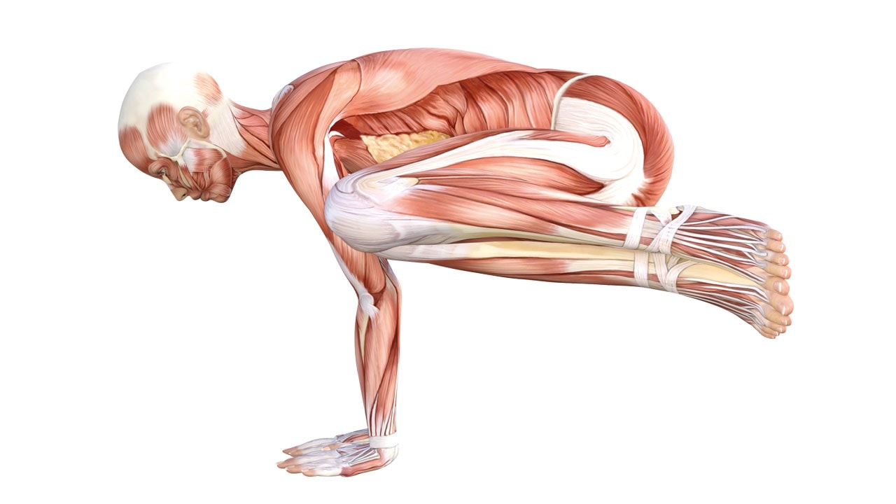 Yoga Anatomy: Side Crow Pose (Parsva Bakasana) | Om Yoga Magazine