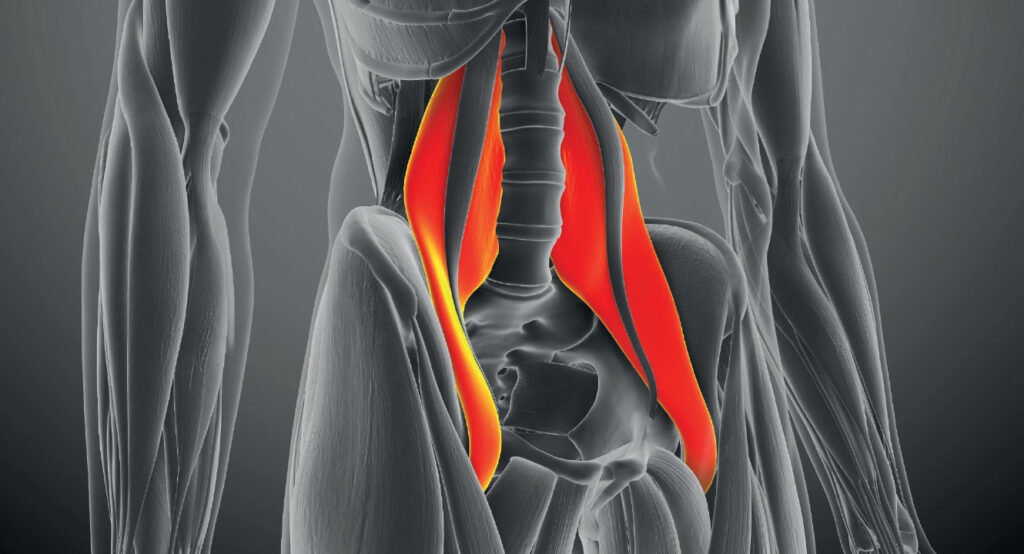 The mighty psoas | Om Yoga Magazine