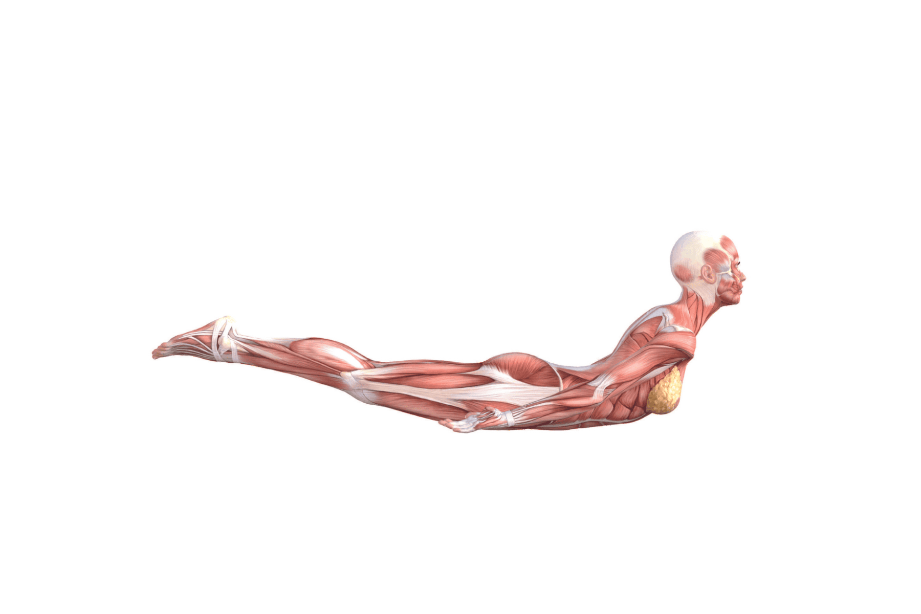 Yoga Anatomy: Locust Pose (Salabhasana) | Om Yoga Magazine