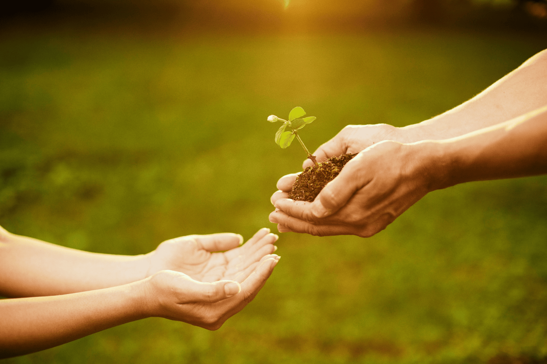 The Art of Ahimsa: A Path to Conscious Living | Om Yoga Magazine